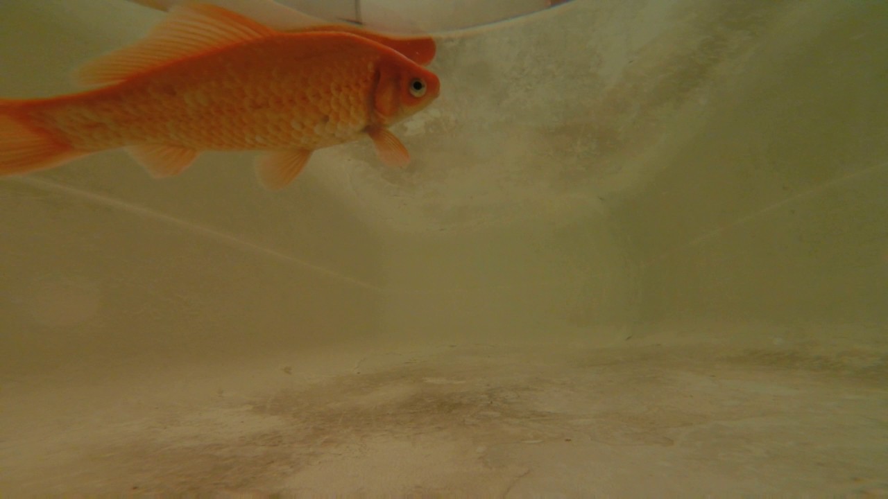 look's as if he was gett'ing better ??? ))) RIGHT ??? ((( -by carl kish ...