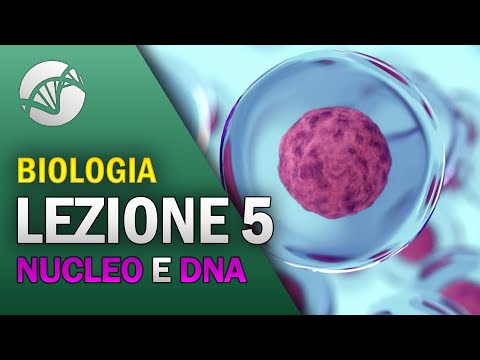 BIOLOGIA - Lezione 5 - Il Nucleo e il DNA
