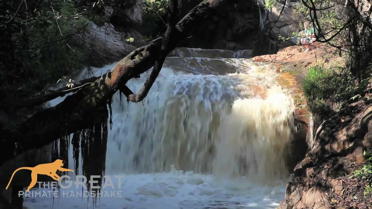 Welcome to Mabira Forest Uganda - YouTube