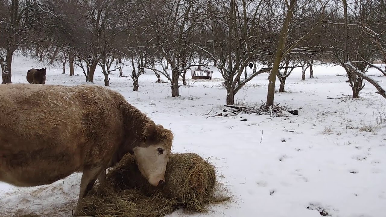 Cows Roll out the hay - YouTube