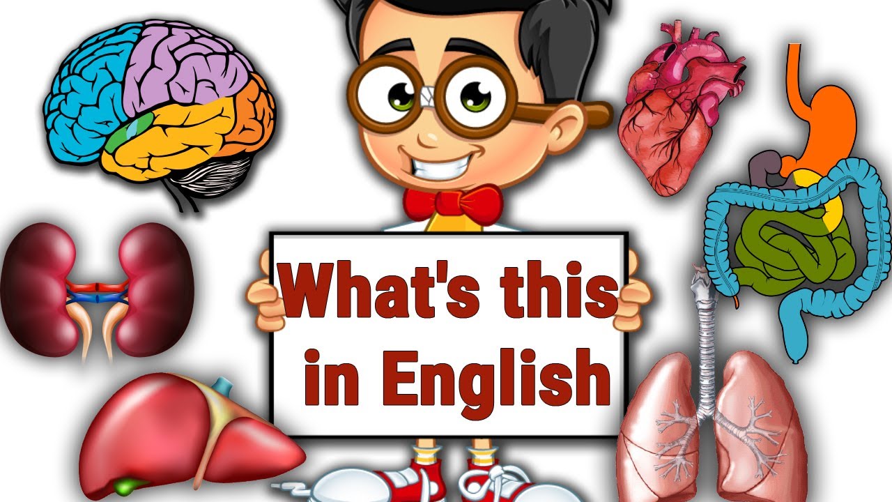 Learn Human Organs Names. Названия органов человека на английском языке ...