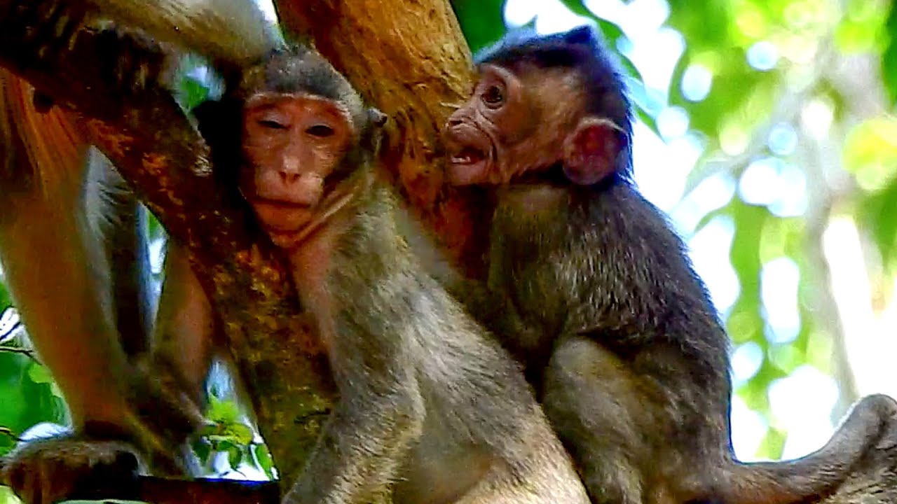 OMG! Adorable the little monkey cried hug the tree asking milk while ...