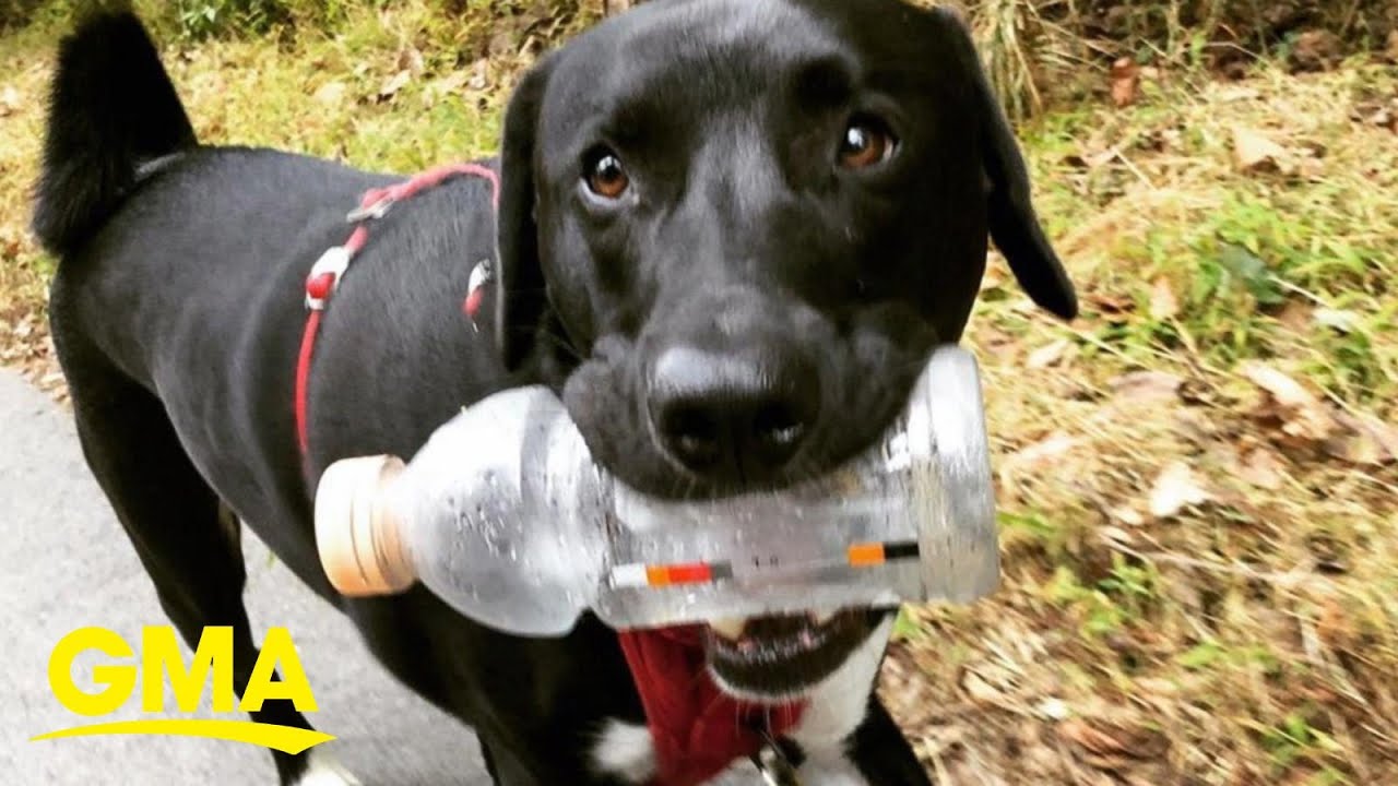 ‘GMA’ Pet of the Week: Huck the dog l GMA - YouTube
