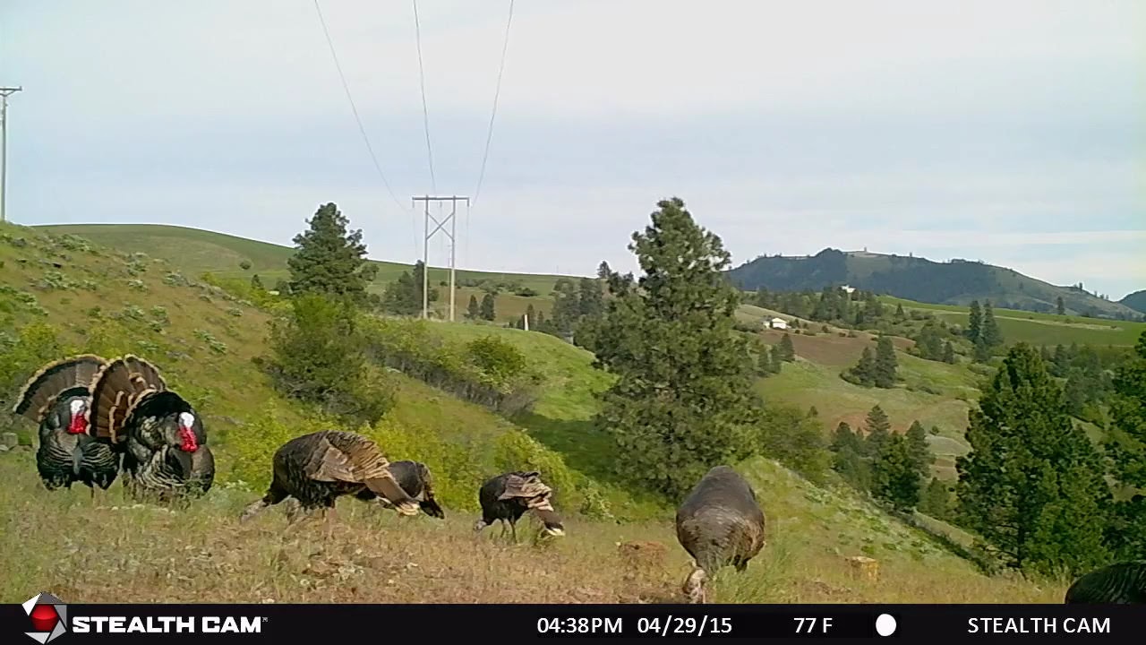 Merriam's Turkeys - Toms and Hens - YouTube