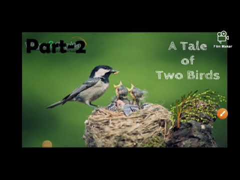 A tale of two birds (Part-2) - YouTube