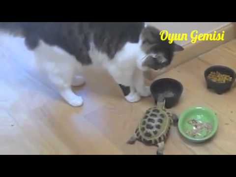 Kaplumbağa Kedilere Karşı