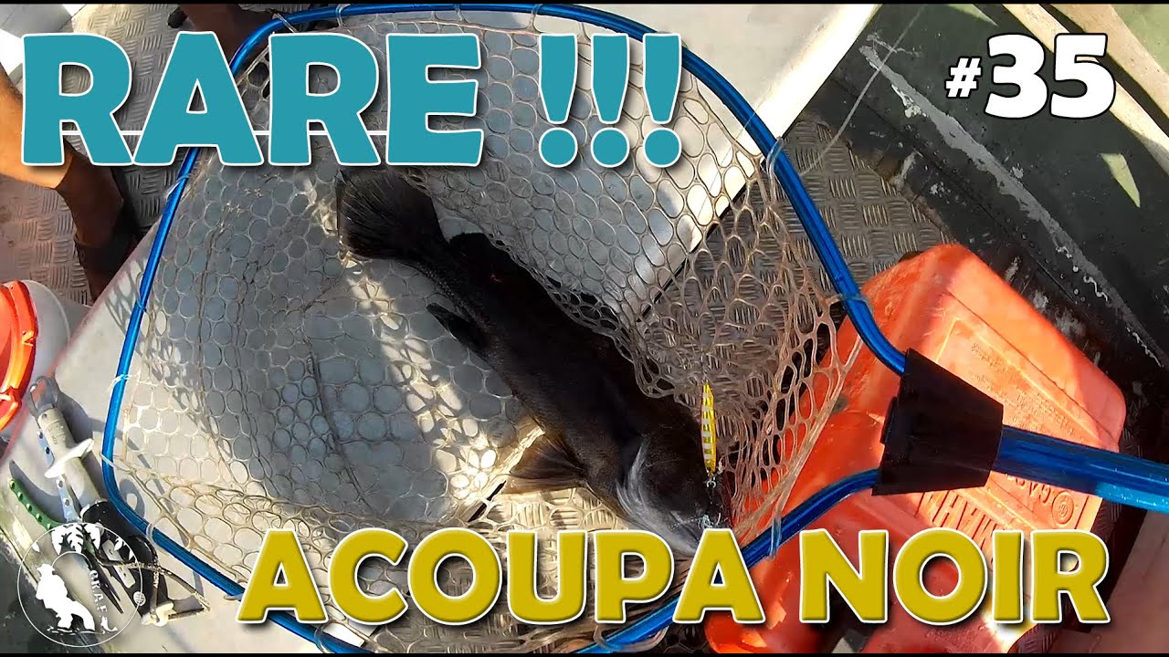 Acoupa noir ! RARE ! et gros Acoupa à la chaine - YouTube