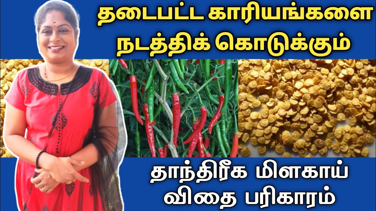 தடைபட்ட காரியங்களை நடத்திக் கொடுக்கும் தாந்திரீக மிளகாய் விதை பரிகாரம் ...