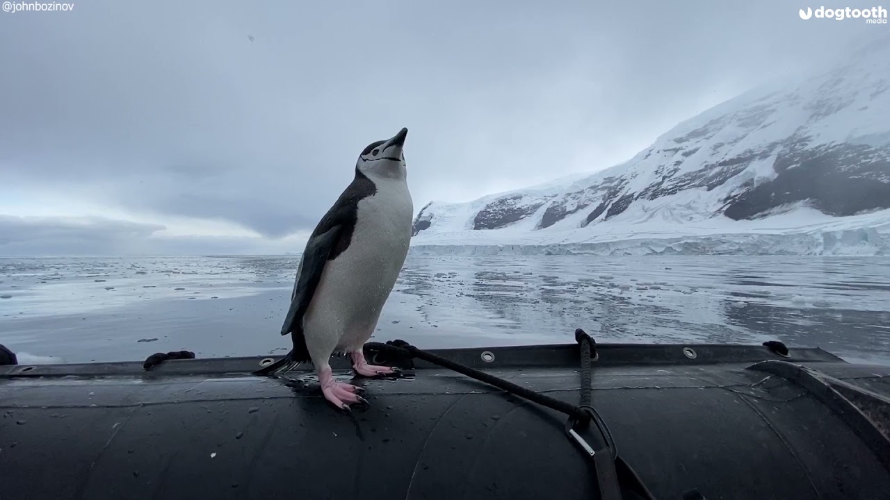 Lonely Penguin Jumps Into Tourist Boat for Tour || Dogtooth Media - YouTube