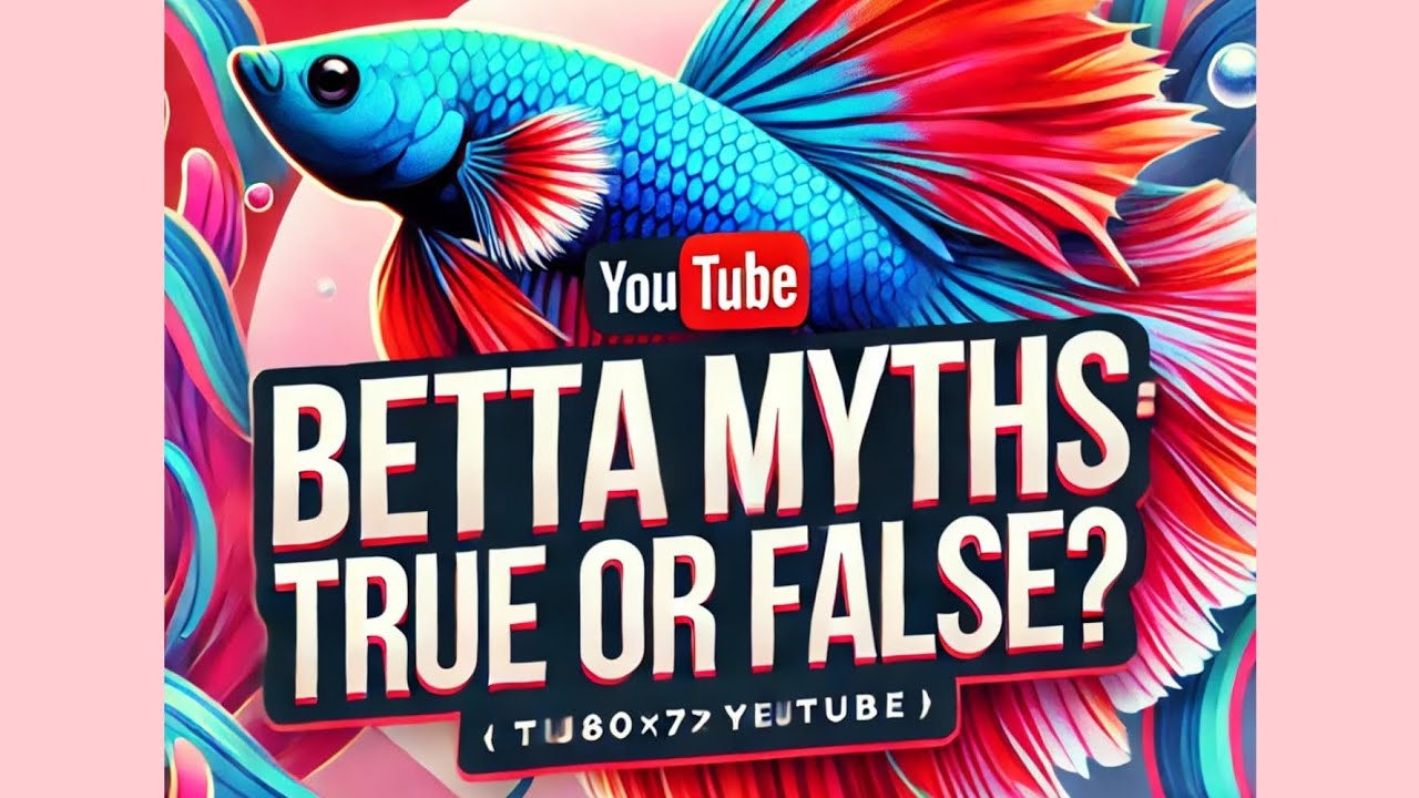 5 Betta Fish MYTHS - True or FALSE? 24 SUNDAY with my #betta #bettafish ...