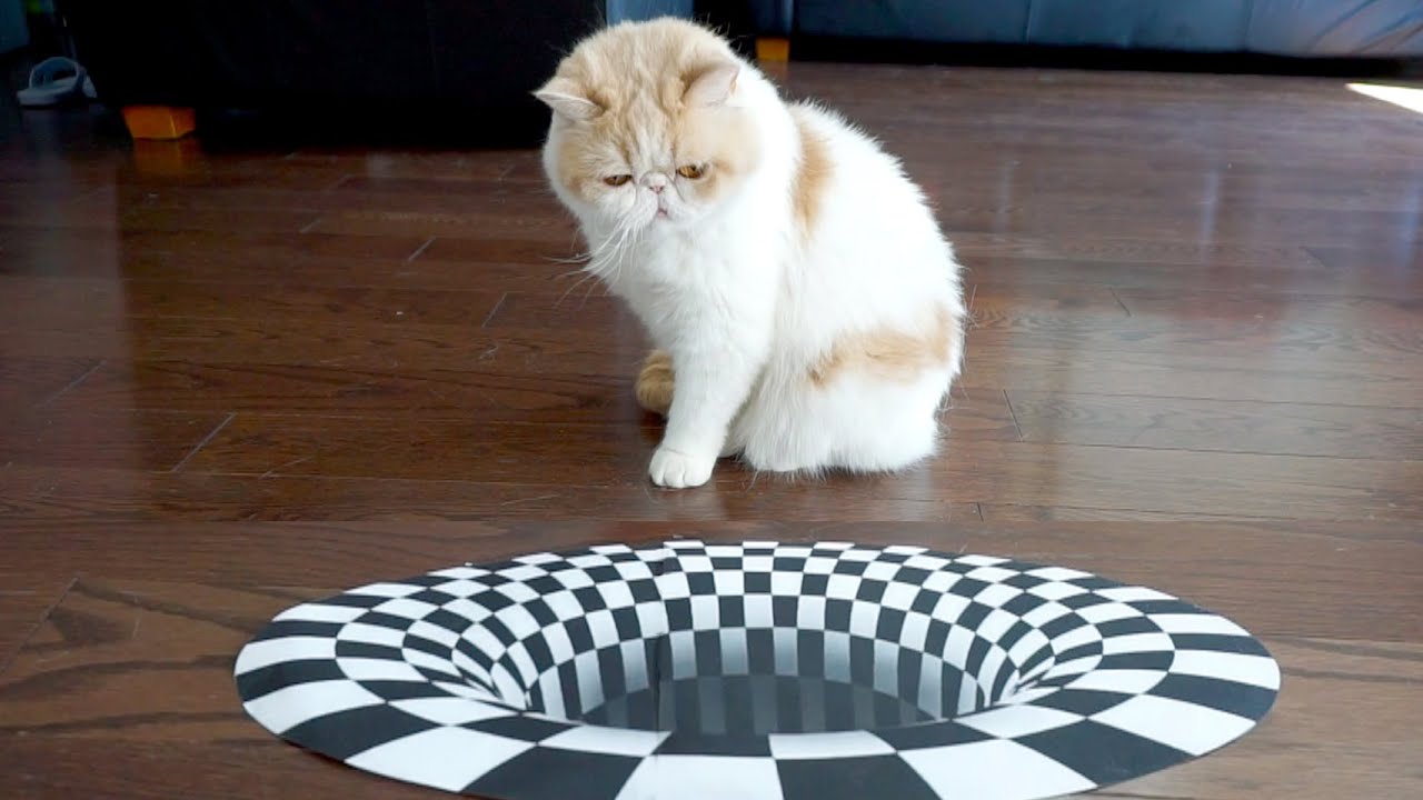Can Cats See Optical Illusions? - YouTube