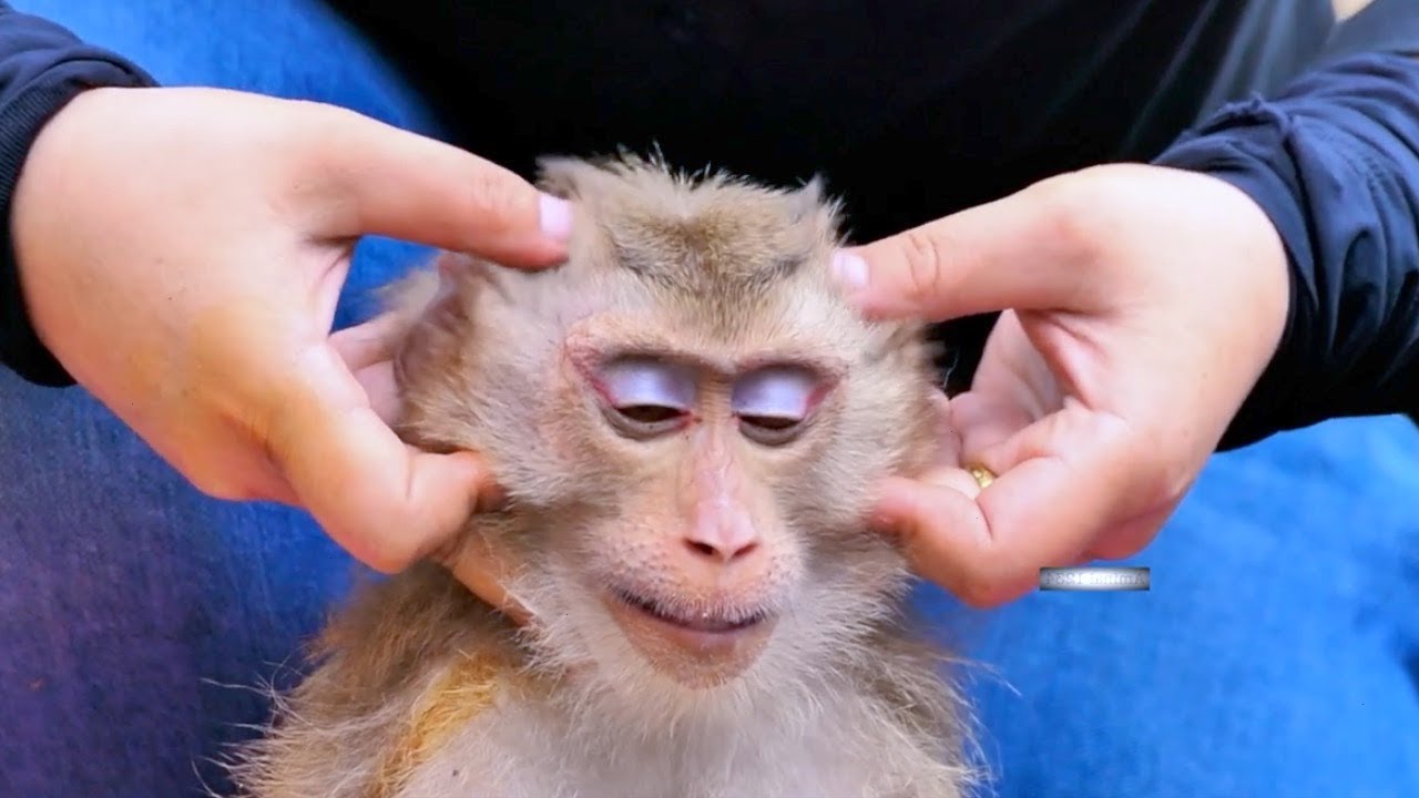 Physical Therapy to skinny monkey MOKA, MOKA feeling well after got ...