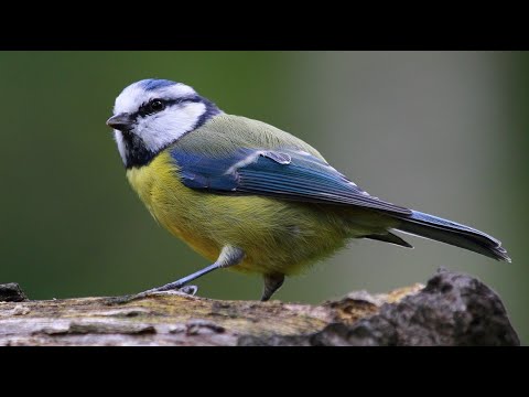 Böyük Arıquşu Большая Синица Great tit Wild Animals