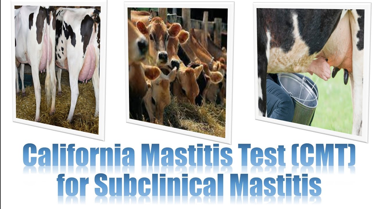 NOTES on California Mastitis Test for early detection of mastitis - YouTube