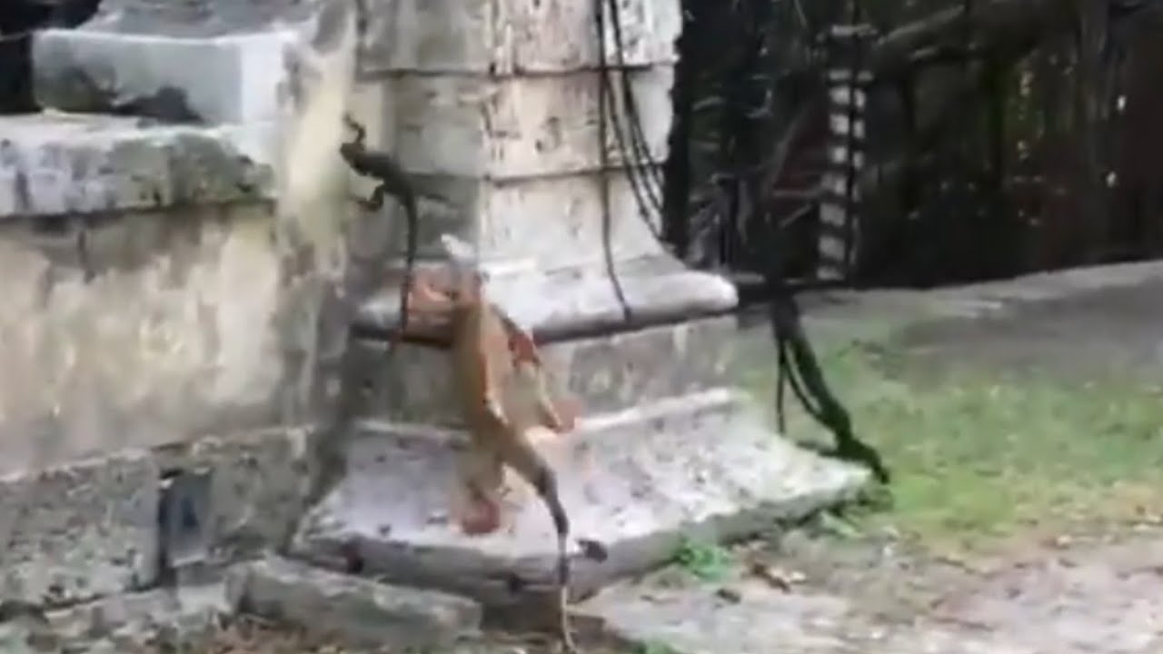 iguana attacks and eats lizard (iguana vs lizard Fight) - YouTube