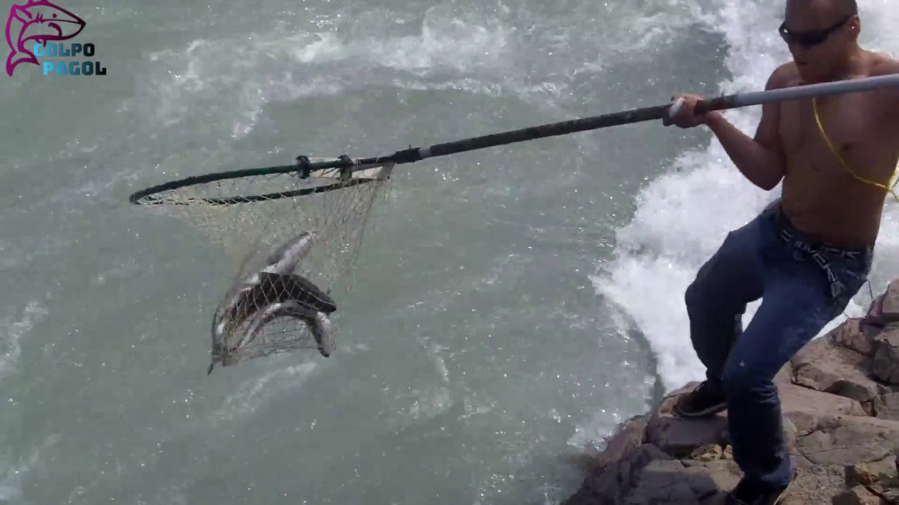 Awesome Traditional fish catching I Amazing Fish Hunting!By long hand ...