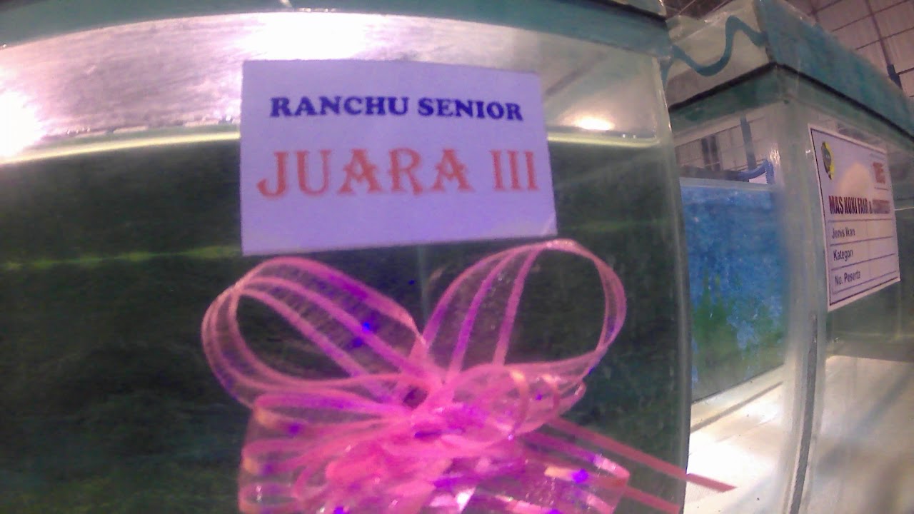 RANCHU SENIOR GOLDFISH COMPETITION TULUNG AGUNG 2018 - YouTube