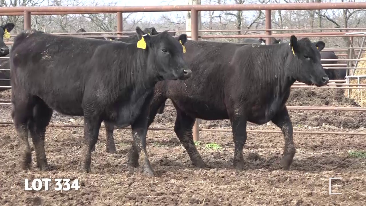 Ogden Angus Ranch LOT 334 - YouTube