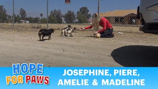 Lisa Arturo Hope For Paws