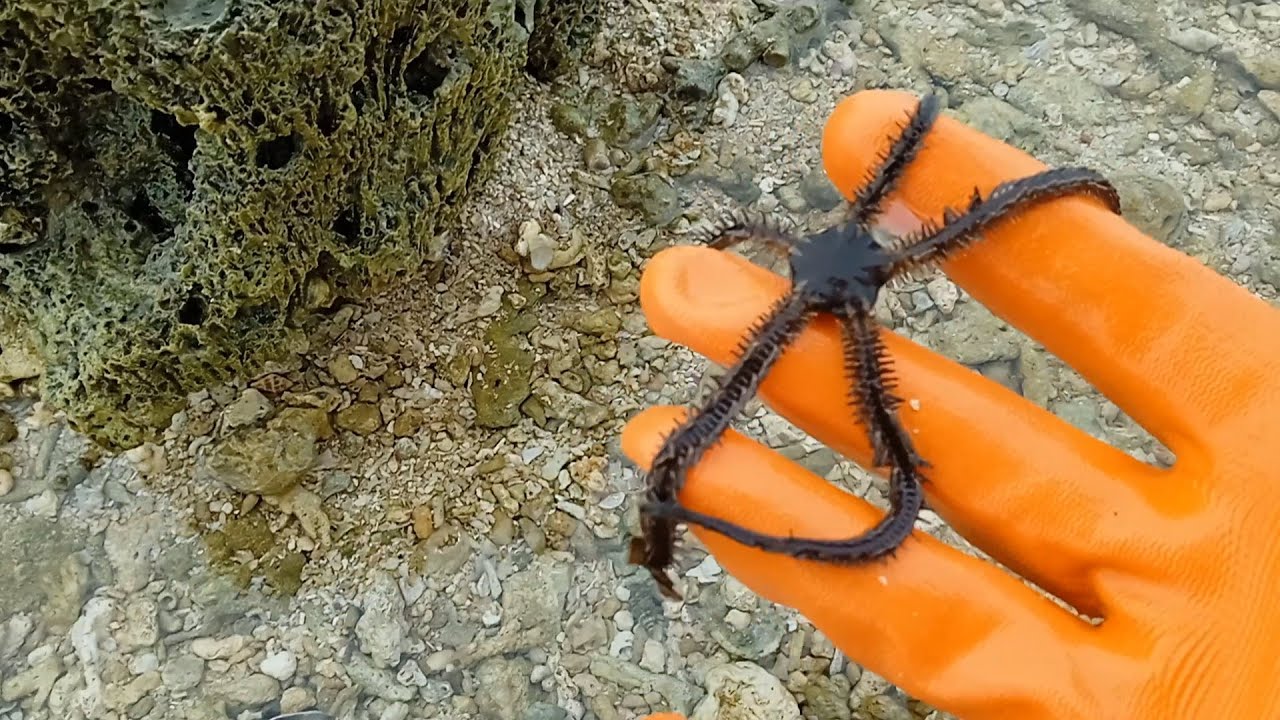 Mencari biota laut, bintang ular,bulu babi,kerang kelomang - YouTube