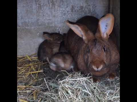 Lapereau Gris de l’Artois d’un peu plus de 2 semaines à la tétée. - YouTube