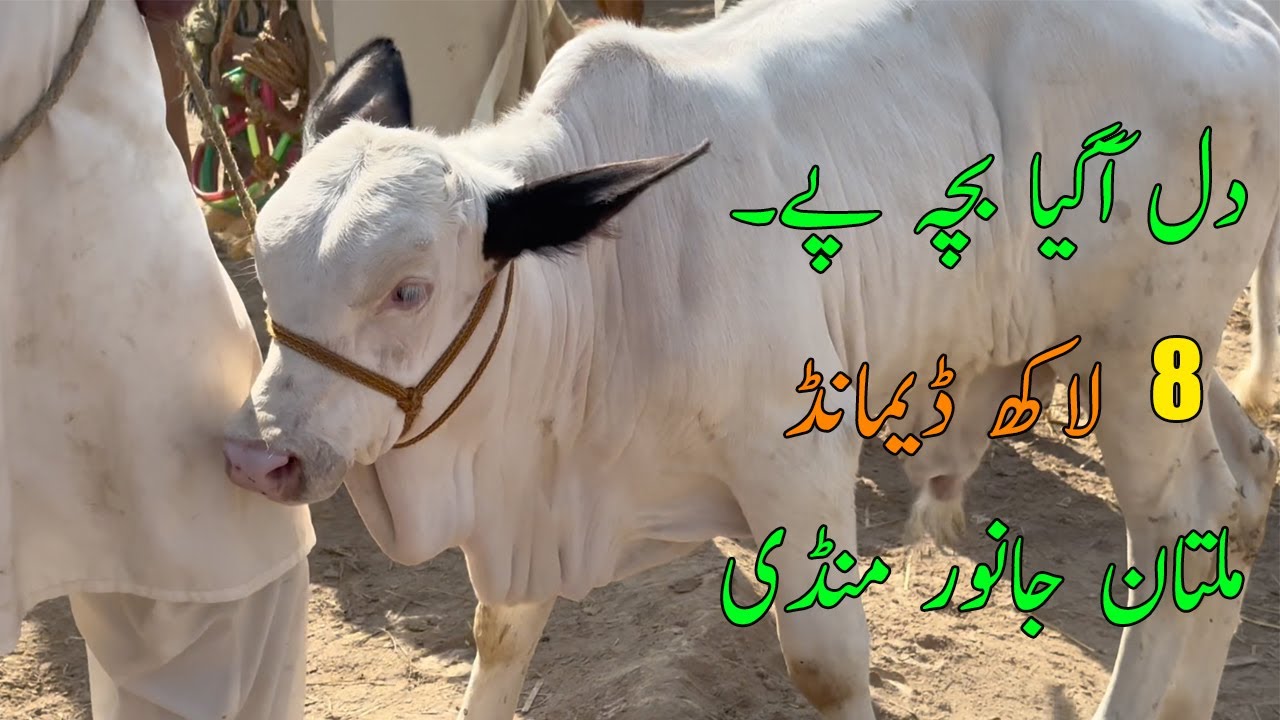 Multan Mandi Ka Sab Say Khobsorat Bacha Mashallah 8 Lakh Demand @SSTvs ...