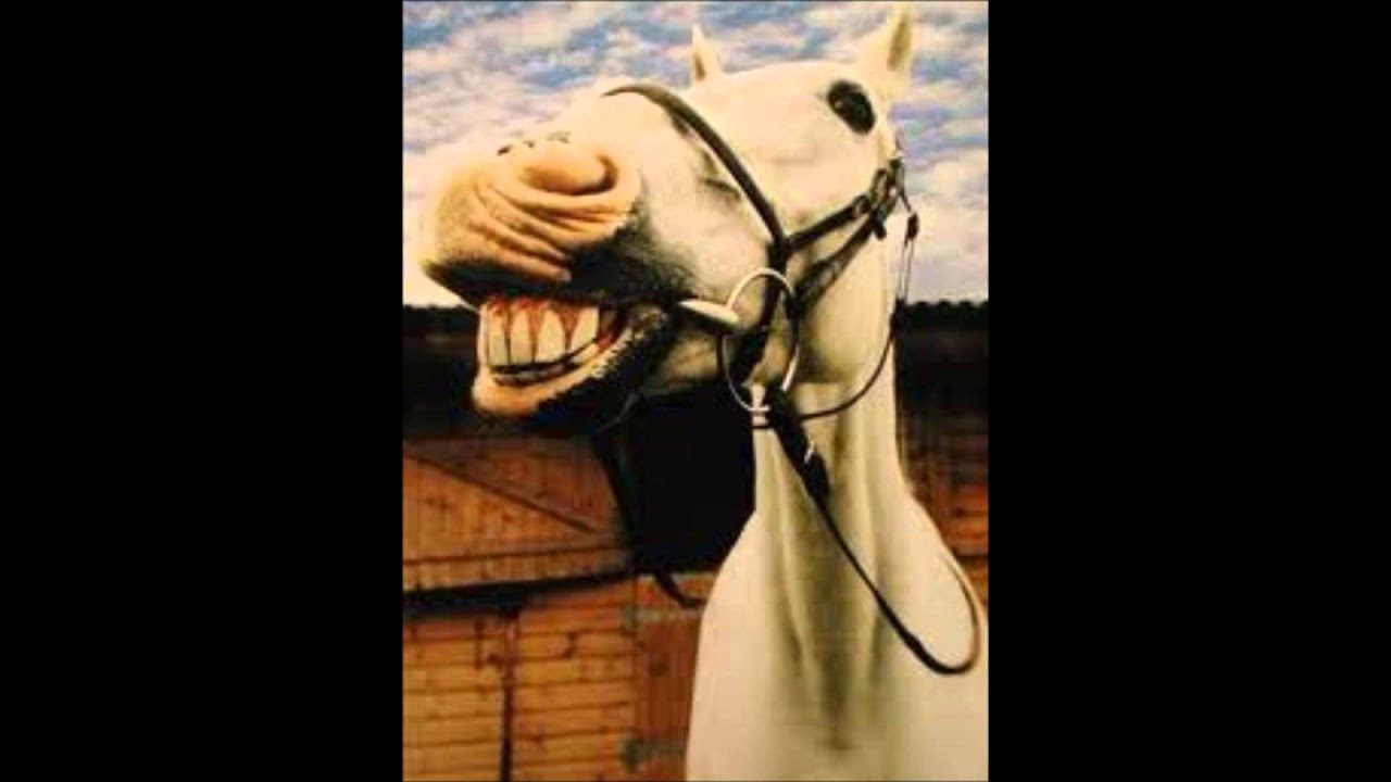 lachende paarden - YouTube