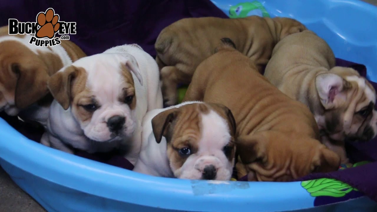 Beabull Puppies - YouTube