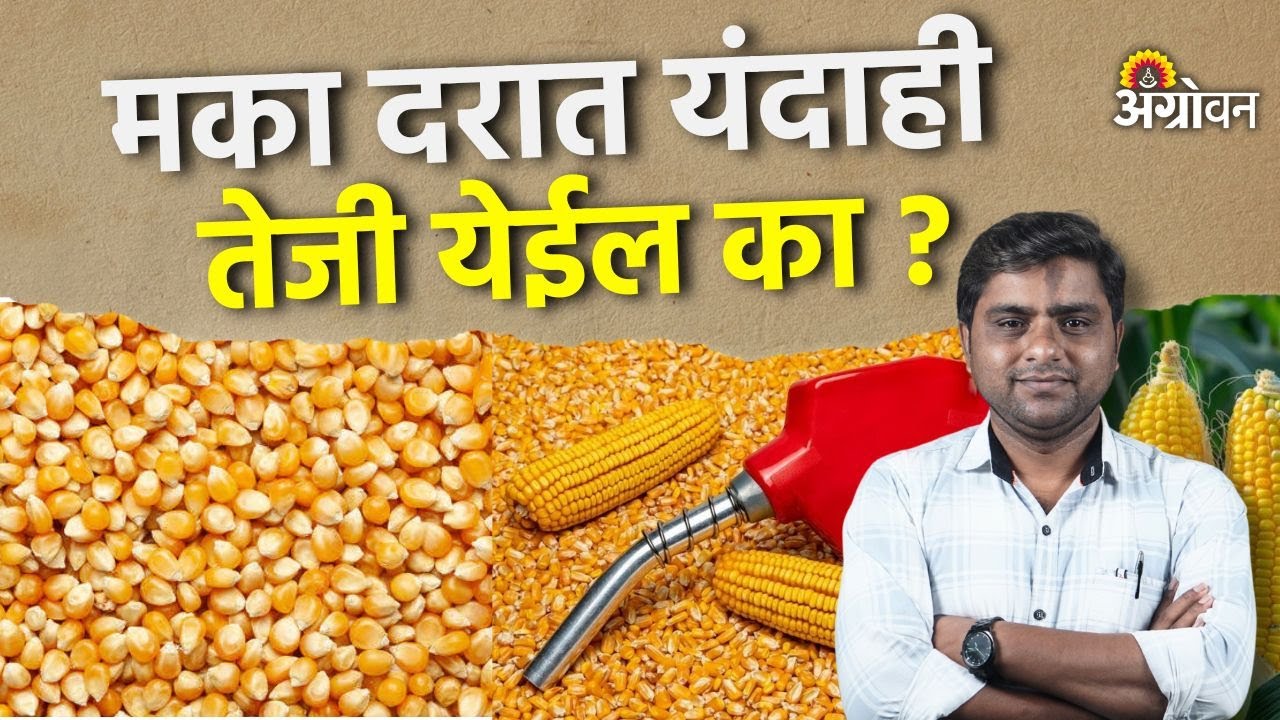 Maize Rate: मक्याची मागणी यंदा चांगली वाढली; दराचे काय ? | Agrowon - YouTube
