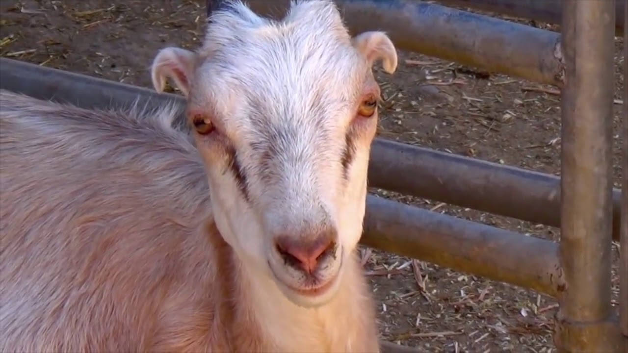 UY HAYVONLARI NOMLARI - TOVUSHLARI BILAN - BOLALAR UCHUN - YouTube