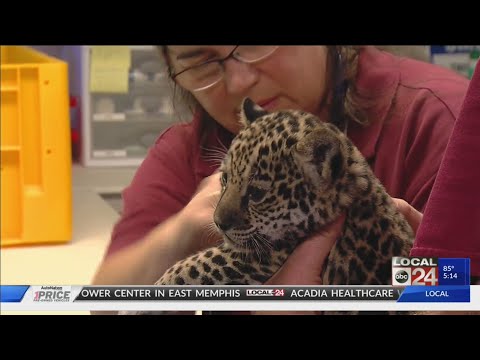 Memphis Zoo introduces two new adorable jaguar cubs