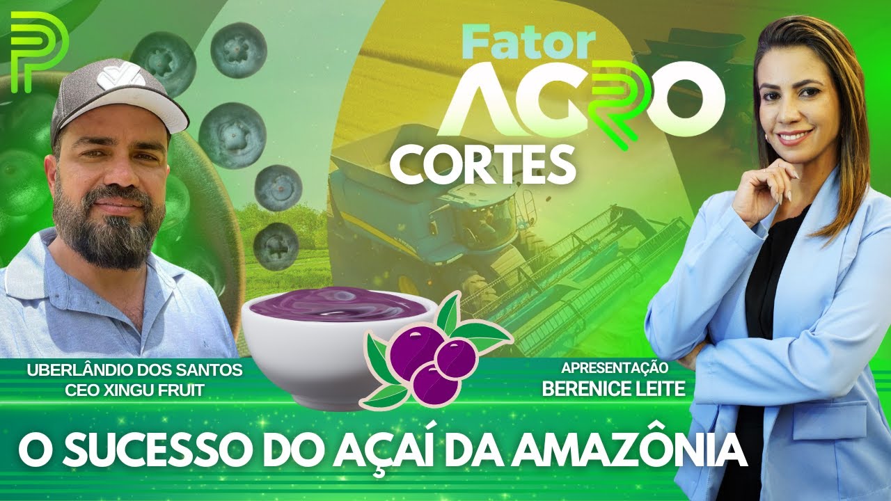As maravilhas do Açaí brasileiro que conquista o mercado e encanta o ...