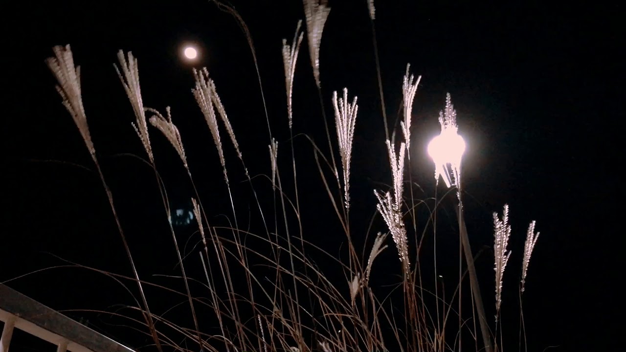 Steven’s em2 | braa films - YouTube