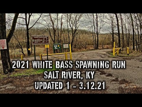 2021 White Bass Spawning Run - Salt River Kentucky - Update 1 - YouTube