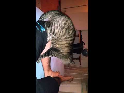 kedi niyeti bozmuş