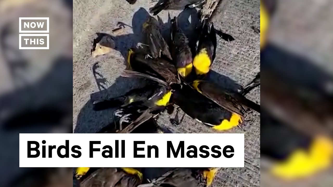 Hundreds of Blackbirds Fall From Sky All at Once #Shorts - YouTube