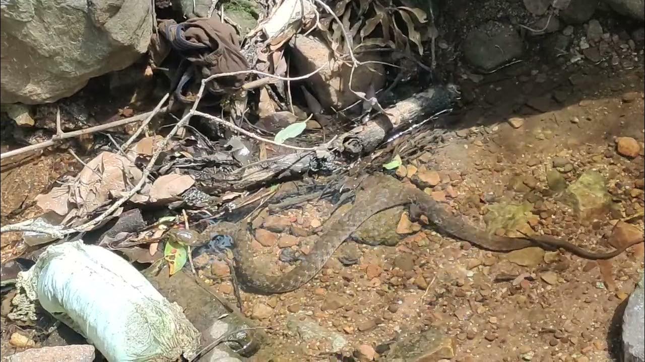 Indian water snake non venomous snake 🐍🐍🐍 #snake #indiananimalsjunction ...