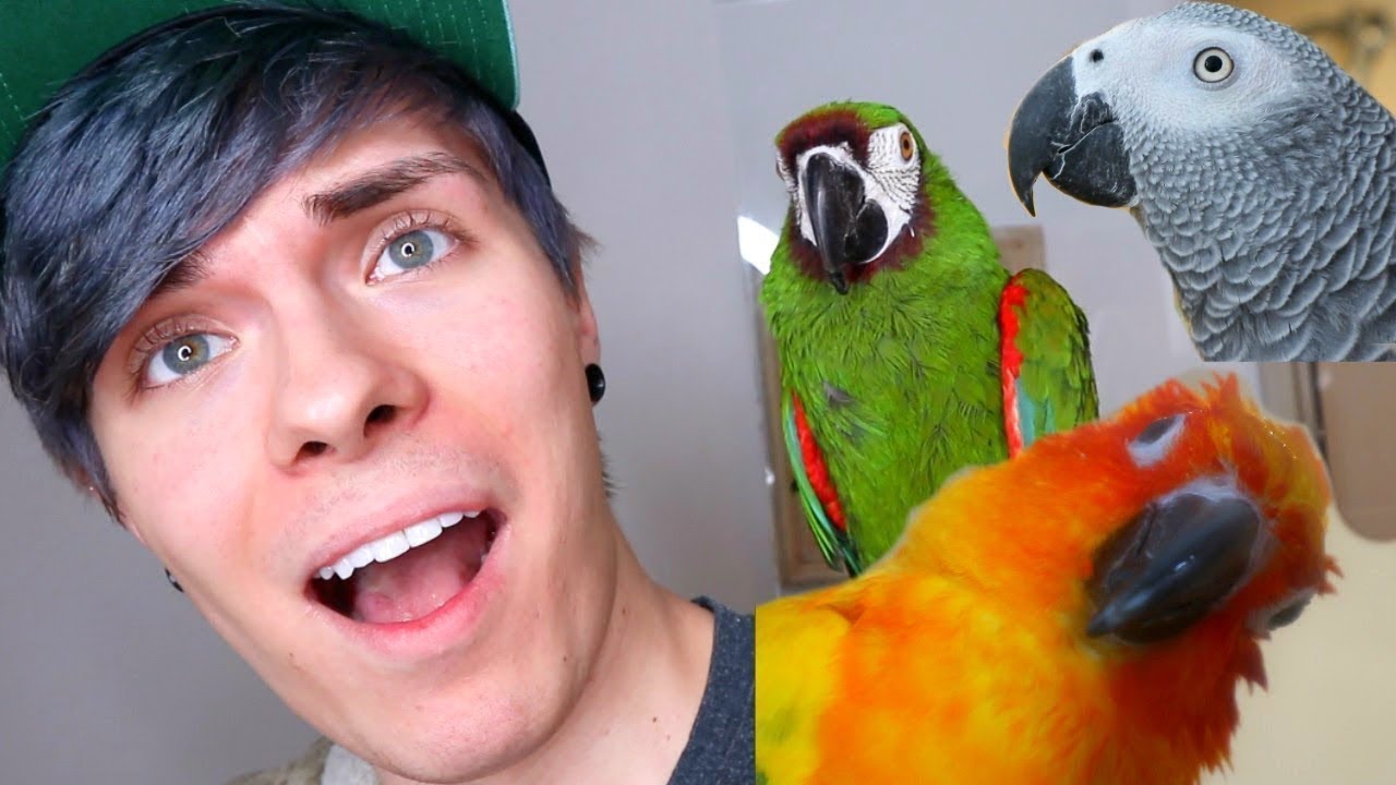 BATHING ALL OF MY BIRDS! | Sun Conure, African Grey, & Severe Macaw ...