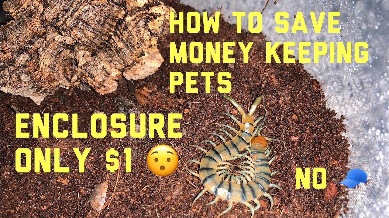How to make scorpion tarantula centipede or any bug enclosure for $1 ...