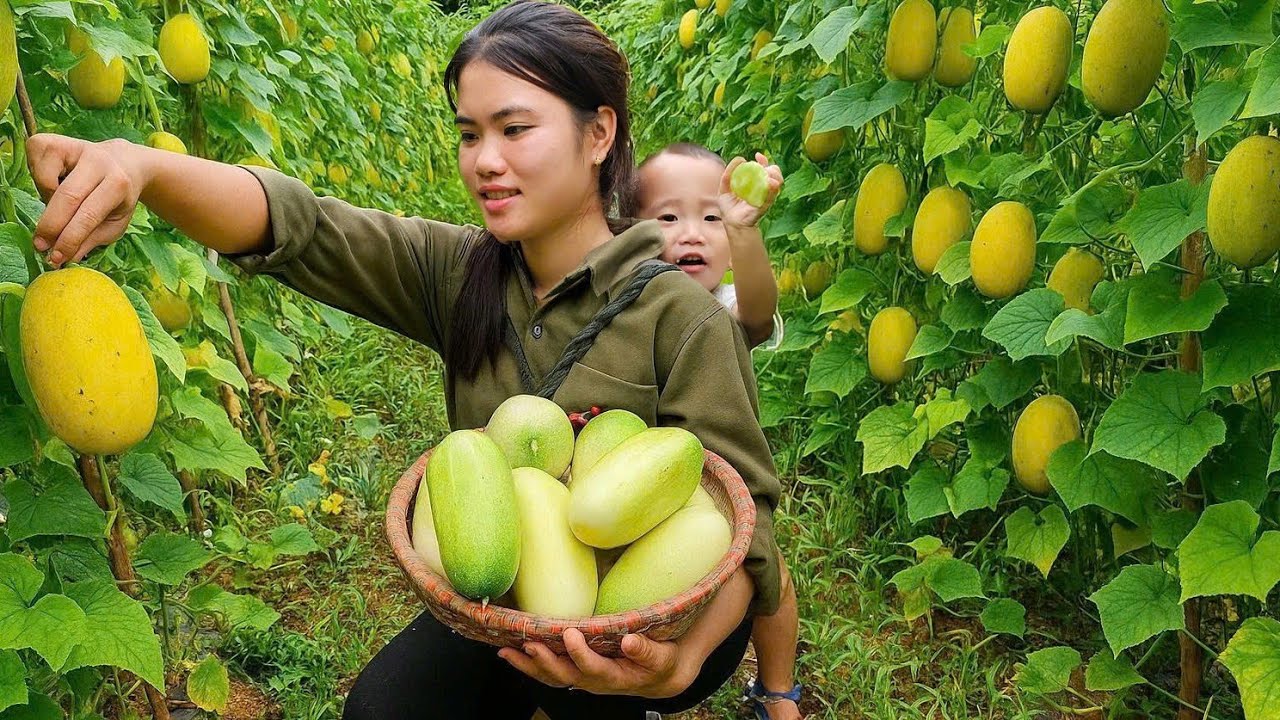 "Cooking Reserve Food for Pigs - Harvesting Giant Cat Melons from the Garden to Sell at the ...
