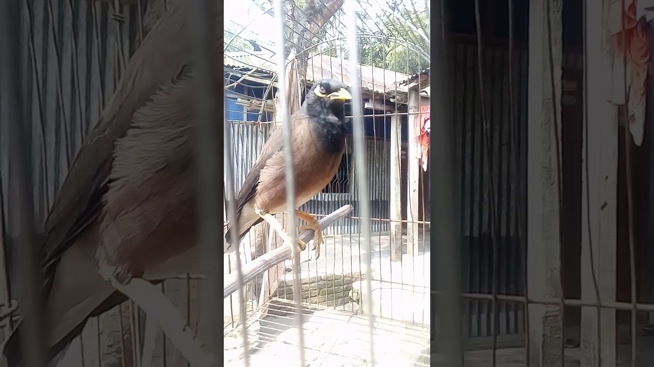 Bird speak - YouTube