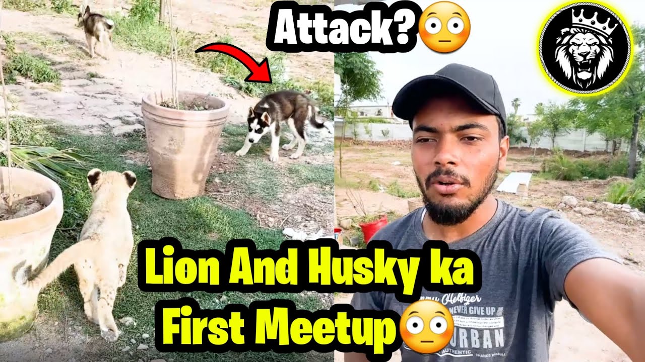 Lion or Husky 1st Time Mile😨 - YouTube