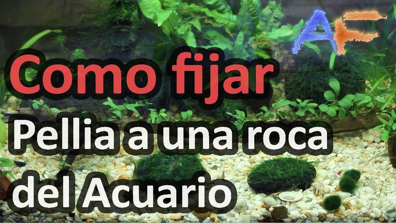 COMO FIJAR PELLIA Y MUSGOS A UNA ROCA O TRONCO DE TU ACUARIO ...