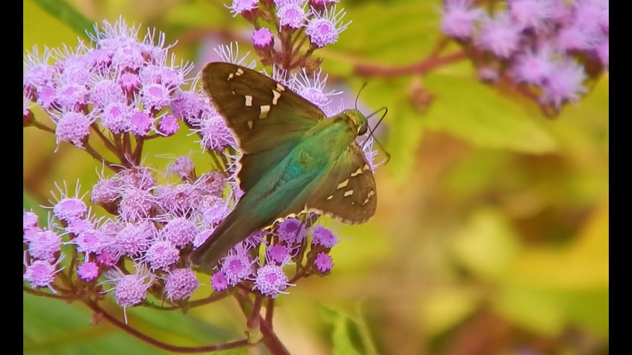 The Long Tailed Skipper; Beautiful Butterflies - YouTube