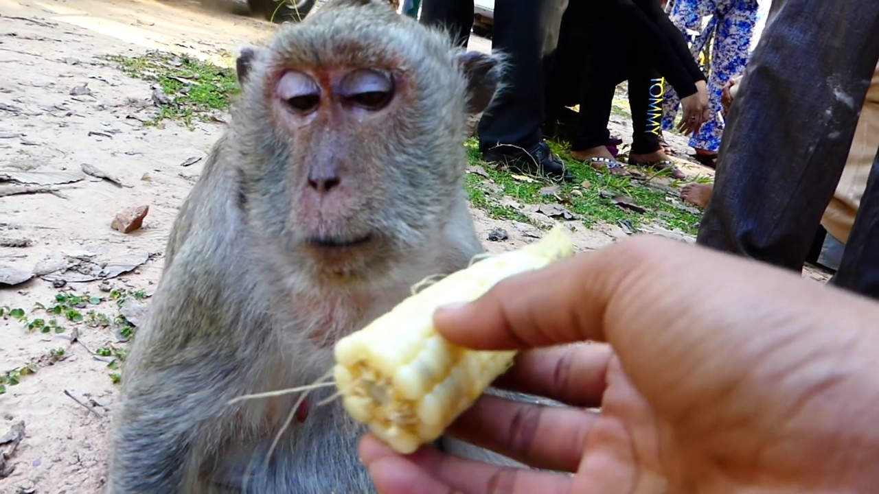 Million pity & so poor old monkey Lucy! | Lucy gives me touch & so ...