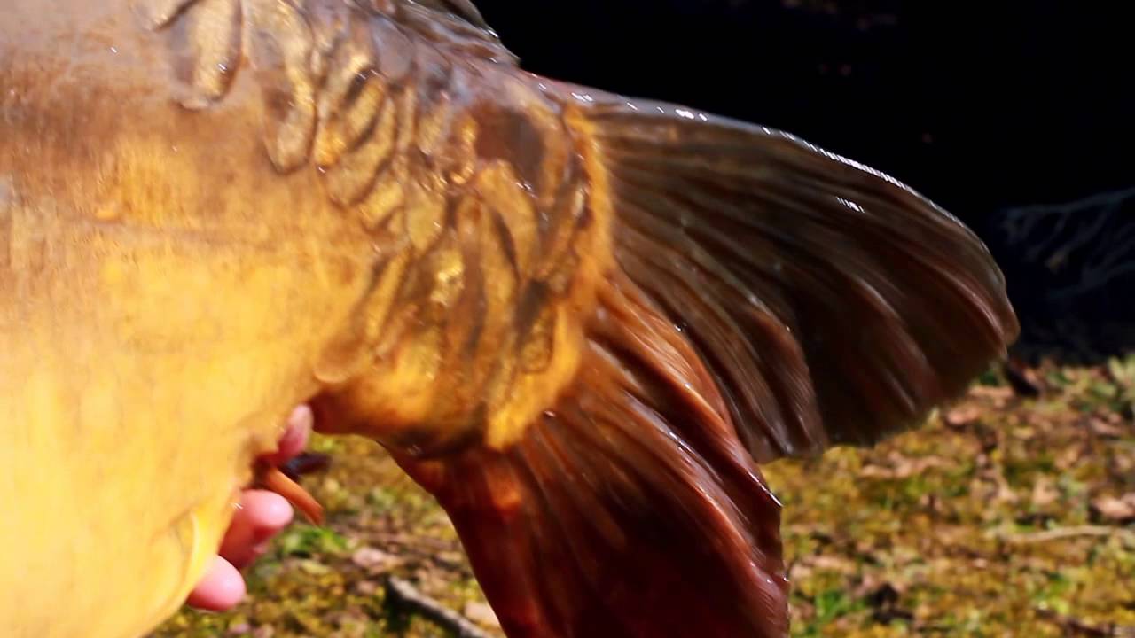 Le Lodge CarpasenS - YouTube