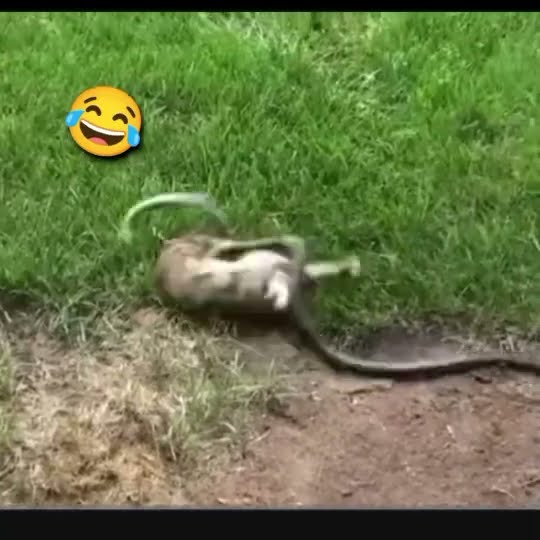 snake vs rabbit - YouTube