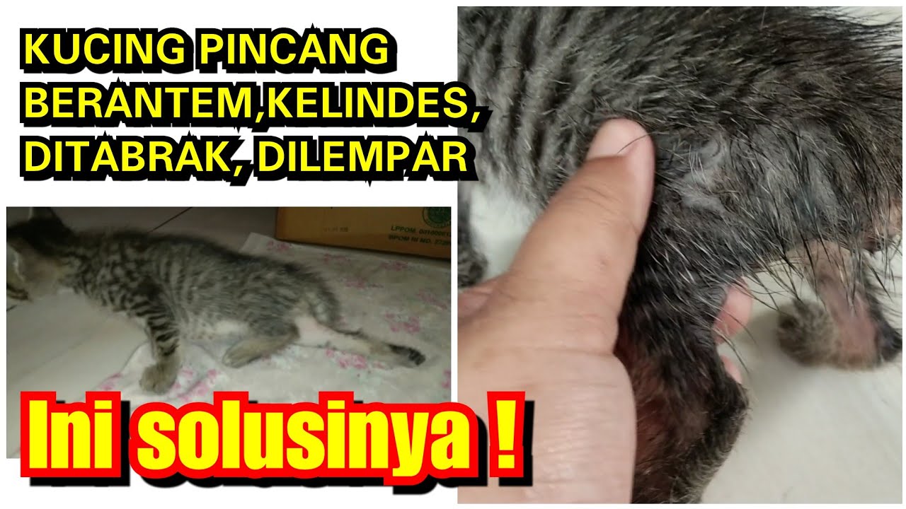 KUCING PINCANG, KAKI KUCING PINCANG, KUCING KESELEO ? ini 0batnya ...