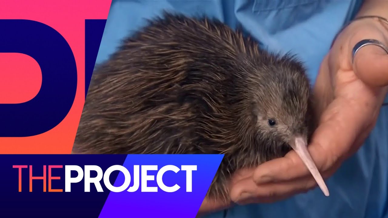 Are there more kiwi like Paora in need of rescue? | The Project NZ ...