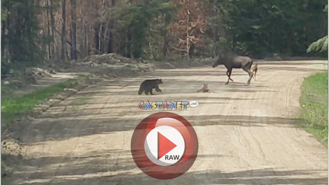 Bear chases moose family - YouTube